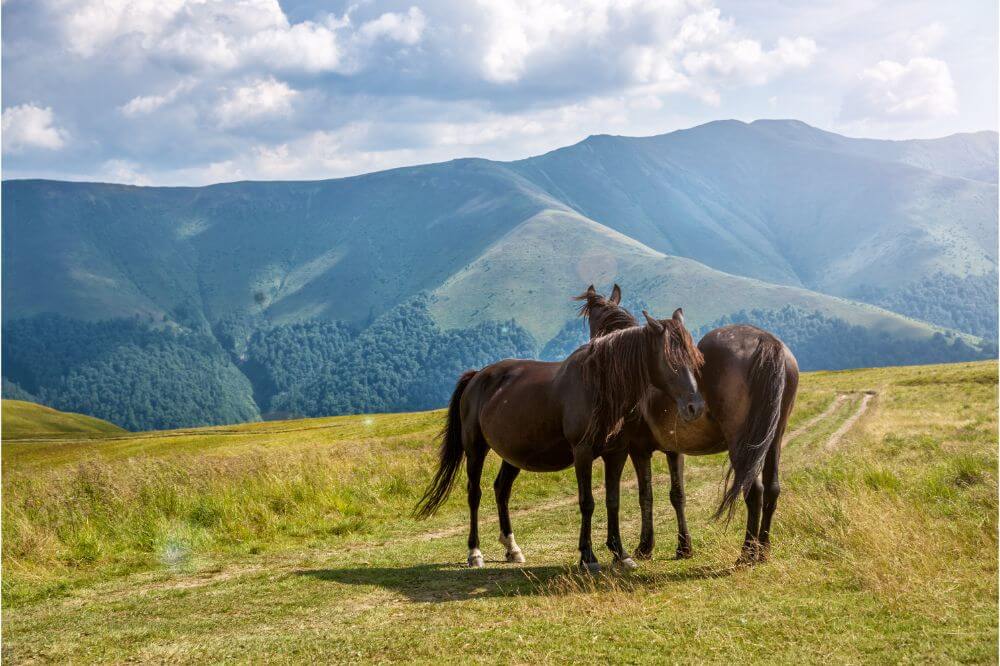 Riding High: Horseback Riding in Blue Ridge Mountains